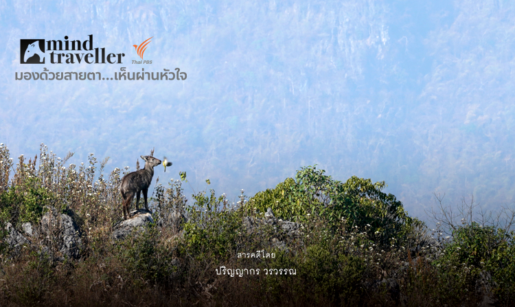 "ชีพจรไพร Mind Traveller" มองด้วยสายตา เห็นผ่านหัวใจ สารคดีคุณภาพระดับ ...